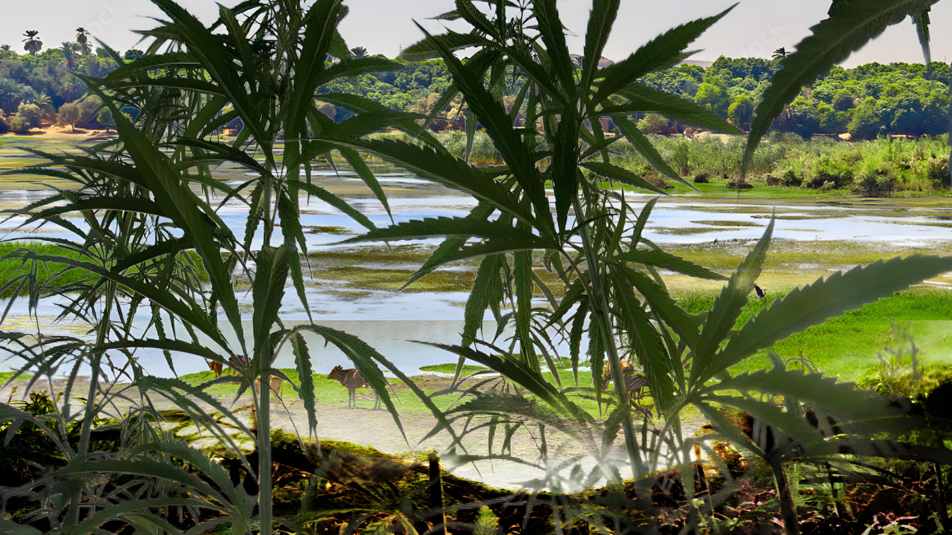 A Canna-Jewish Reading of Exodus - Cannabis Jew Magazine
